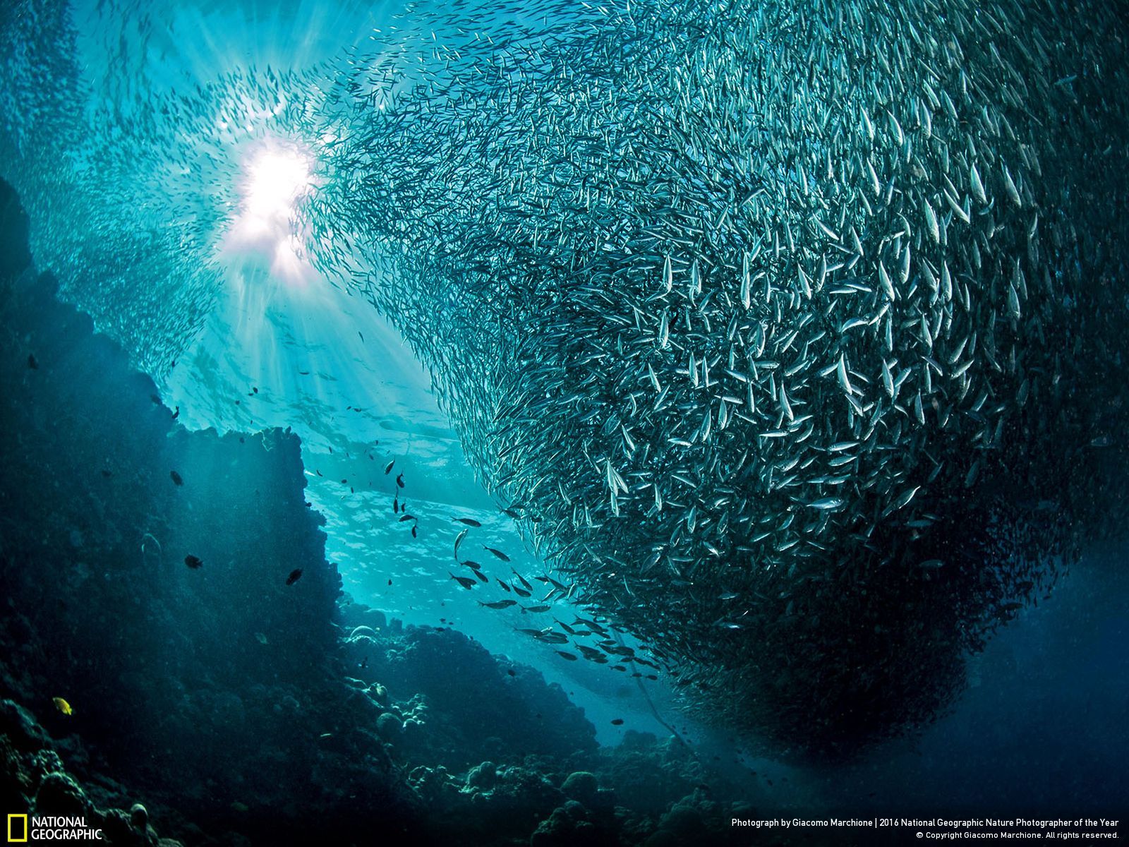 The Nat Geo Nature Photographer Of The Year awards are spectacular