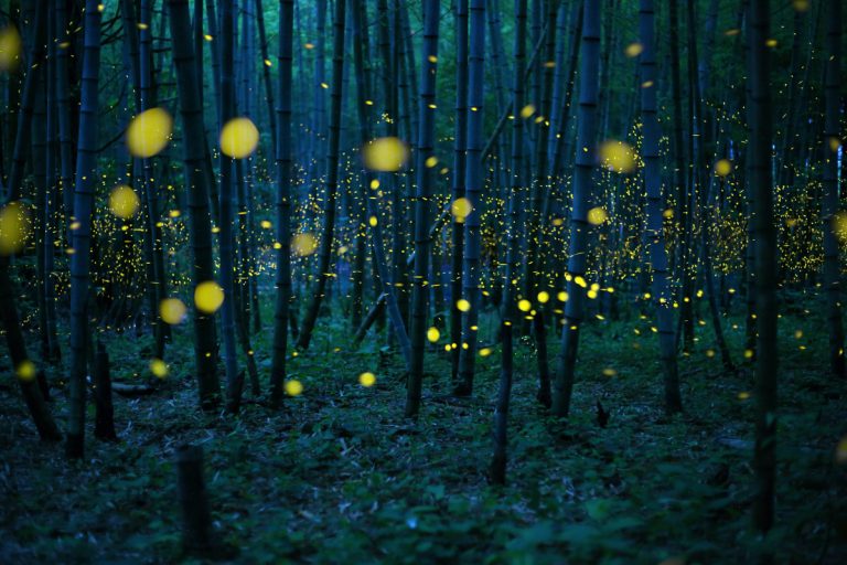 Who knew the life of a firefly was so photo-worthy?