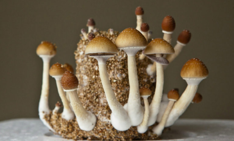 Shrooms have been confirmed as the world's safest recreational drug