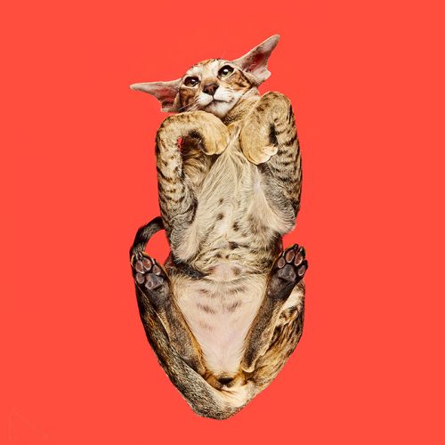 This photographer takes portraits of cats from below glass