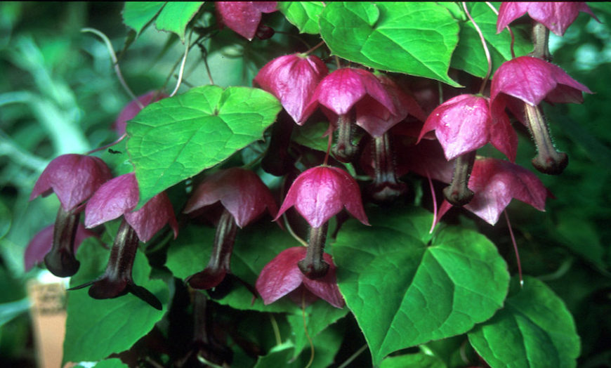 Feast your eyes on the world's sexiest plants