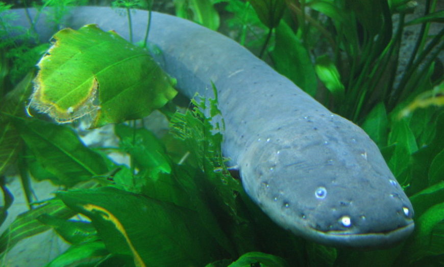 Watch this cute electric eel power his aquarium's Christmas lights