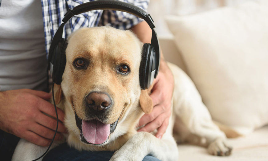 Spotify are now putting playlists together for your pet