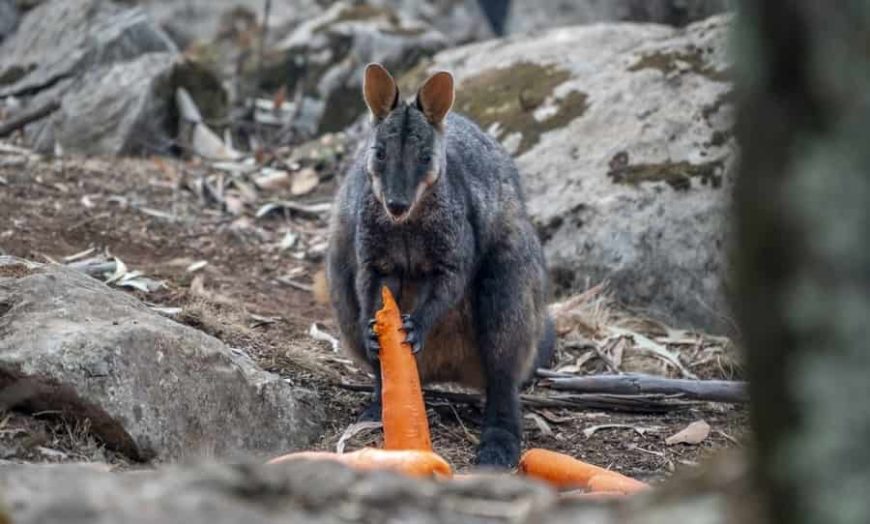 Australian government releases carrot and potato bombs to starving wildlife
