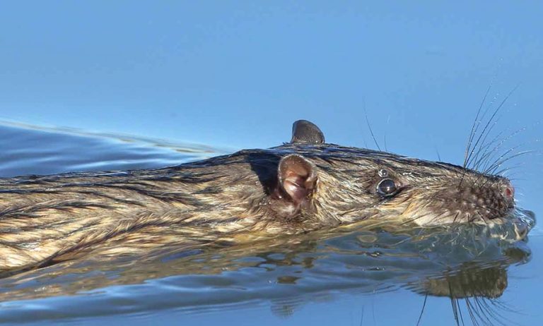 Native water rats are actual masterminds, literally eating cane toads ...
