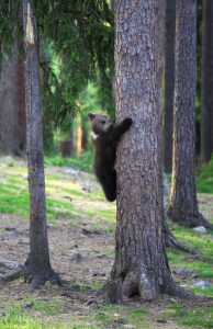 A photographer who discovered baby bears dancing in a forest thought he ...