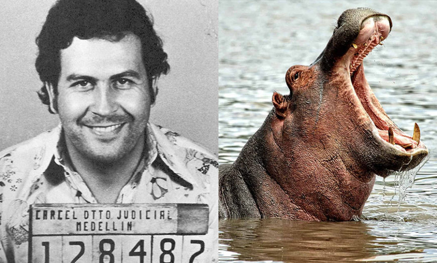 80 of Pablo Escobar's hippos are currently tearing apart Columbia