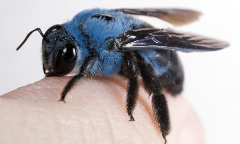 This incredible blue bee is sure to cheer up your day