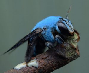 This incredible blue bee is sure to cheer up your day