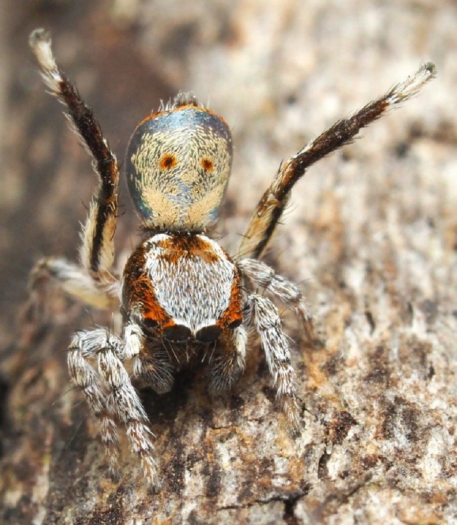 Seven new species of peacock spider discovered in Australia