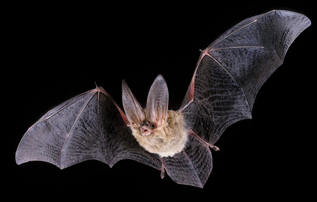 Animals we thought were extinct but actually aren't