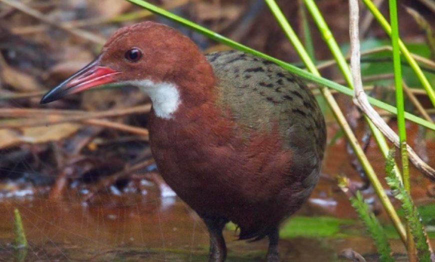This bird went extinct 100,000 years ago and evolved itself back into ...