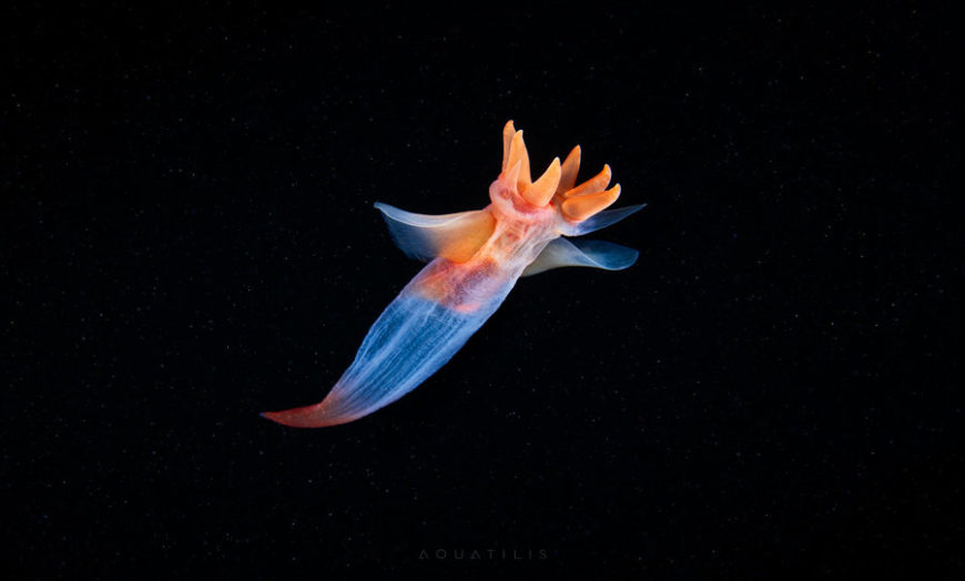 Check out these unreal photos of underwater creatures