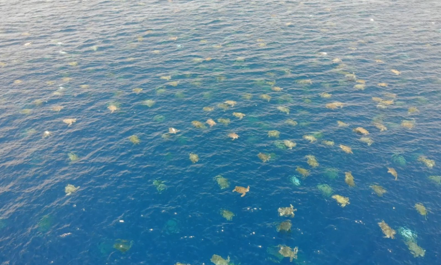 Check out this crazy footage of 64,000 turtles gathering near the Great ...
