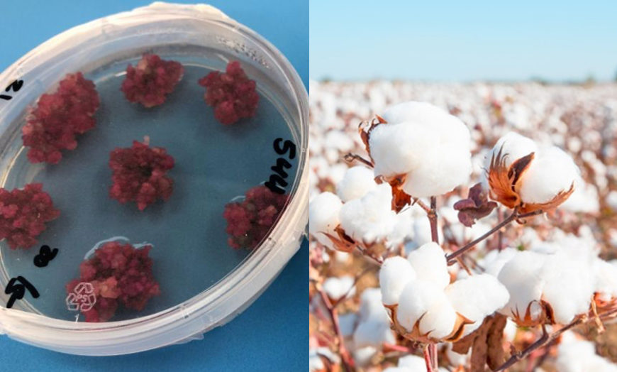 Aussie scientists figure out how to grow coloured cotton in massive ...