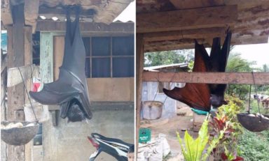 Debunked! Turns out that the viral "human-sized bat" isn't all that big