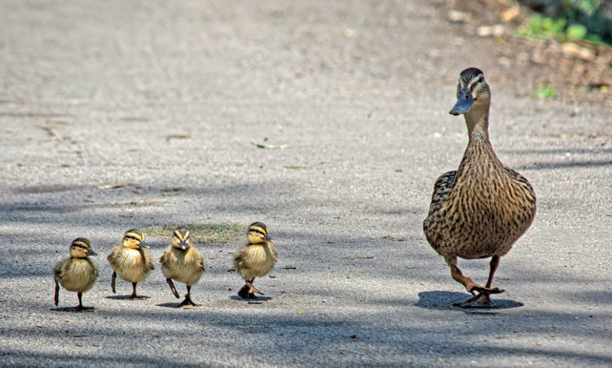 This viral video of a duck losing her babies is modern day Shakespeare
