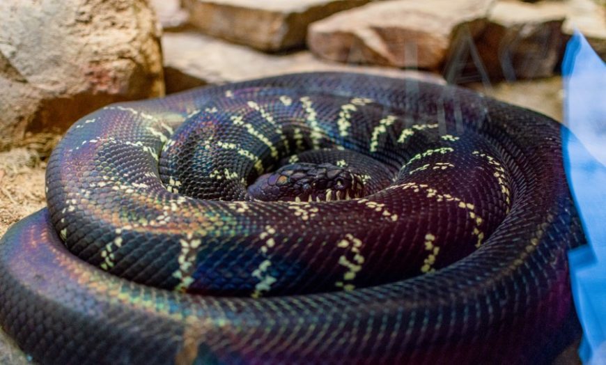 Strong, independent python gives birth after not seeing a male for 15 years