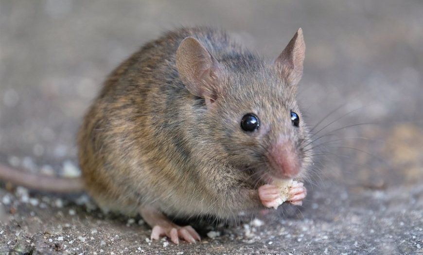 Promising new gene therapy is allowing paralysed mice to walk again