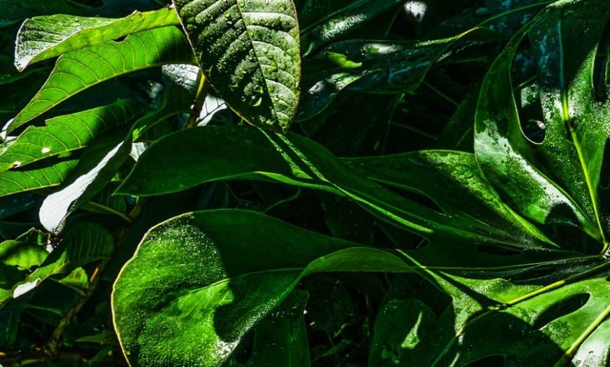 Apparently plants "scream" when they get really stressed