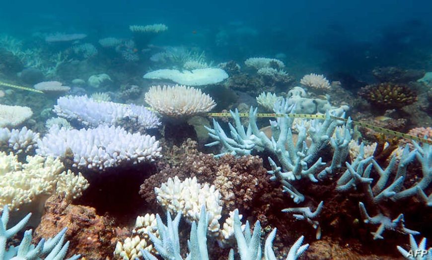 19 Australian ecosystems are collapsing due to human impact, report finds