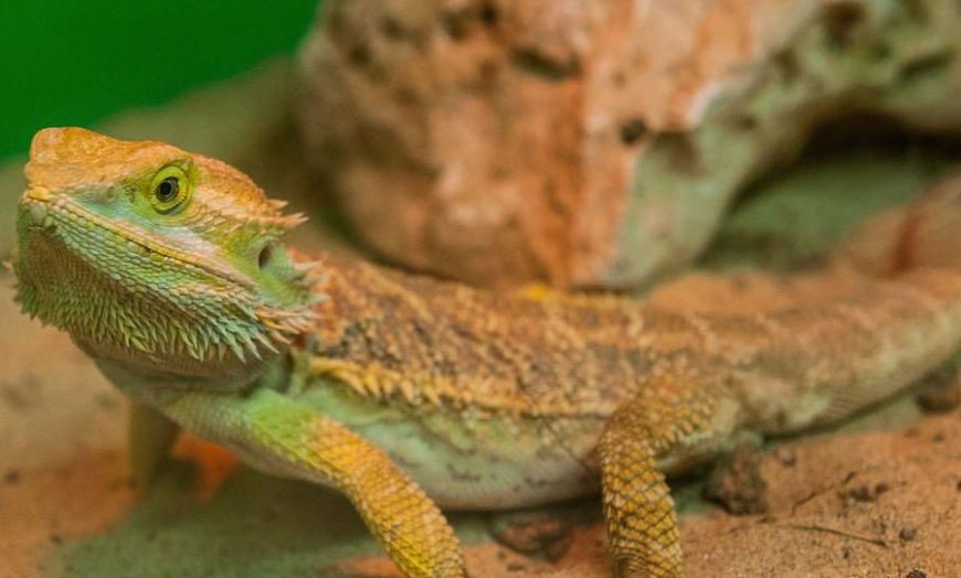 Eccentric pets have emerged in Australian households during lockdown