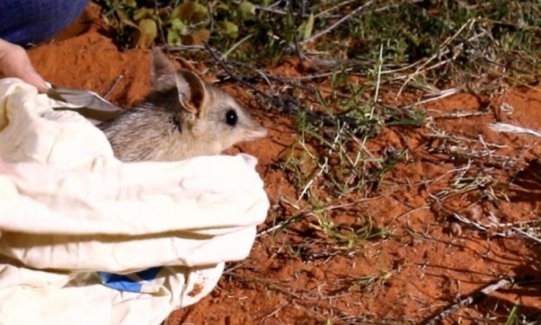 Bandicoots are being reintroduced to NSW and we couldn't be happier