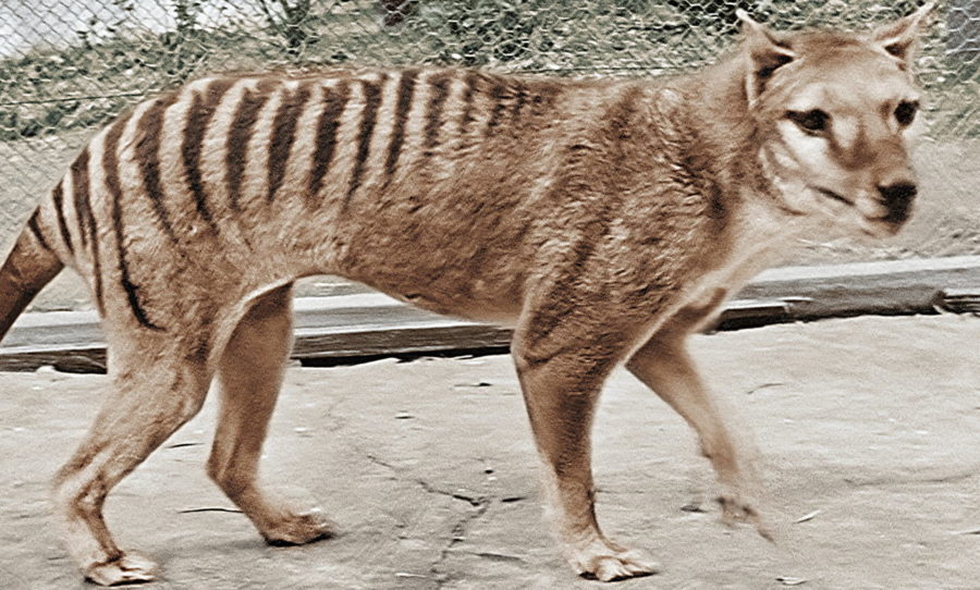 Colourised footage of Tasmanian Tiger from 1933 released for the first time
