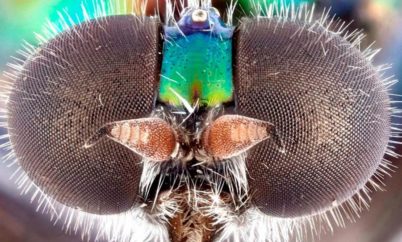 Australian Soldier Fly Named After Drag Superstar, RuPaul