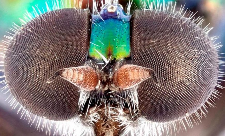 Australian Soldier Fly Named After Drag Superstar, RuPaul