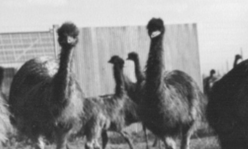 89 years after the true events, The Great Emu War is being turned into ...