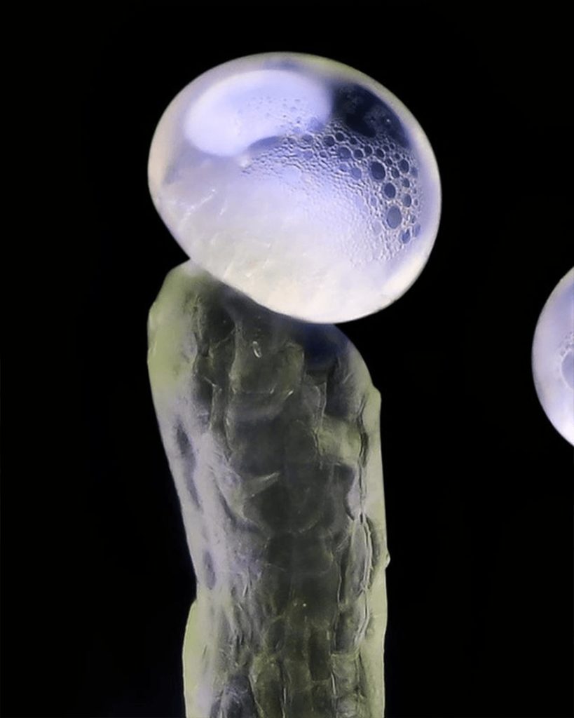 Check out these ultra magnified photos of weed trichomes