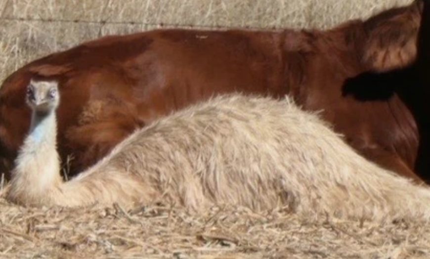 Meet the white emu that spends his days with cows, Eddie