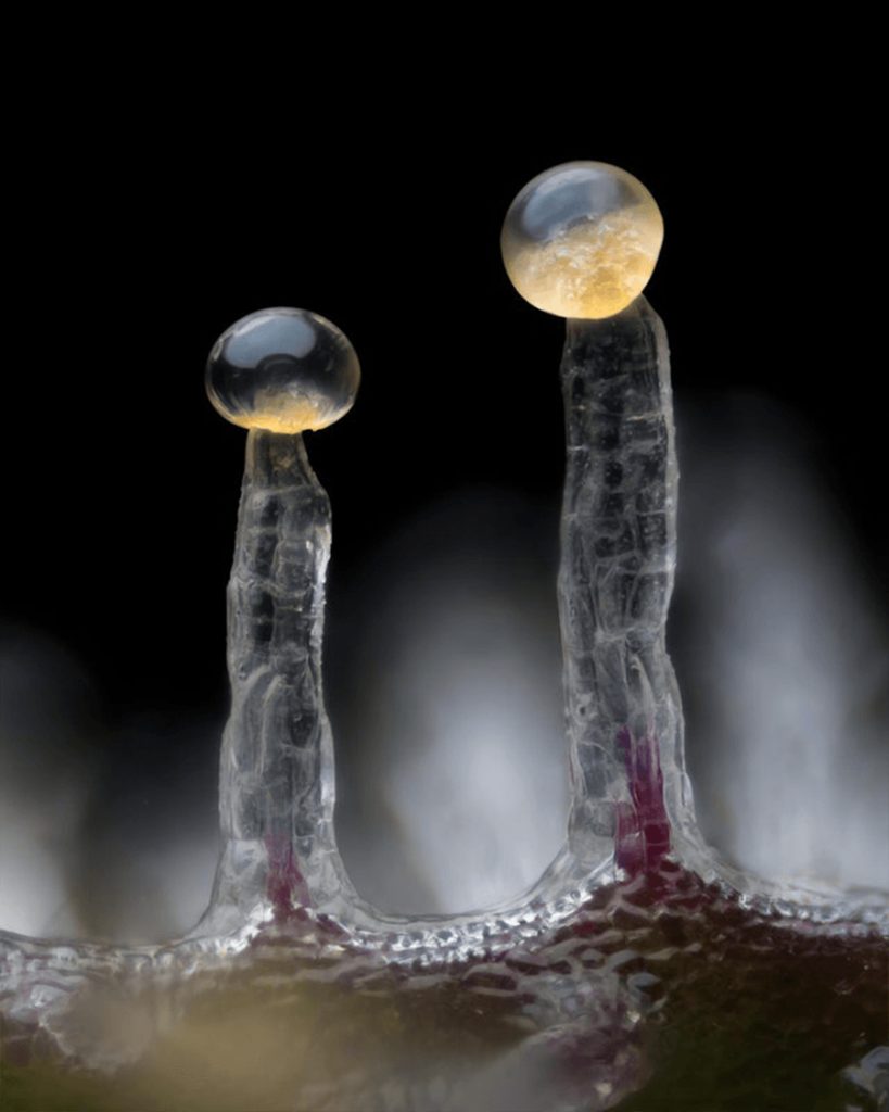 Check out these ultra magnified photos of weed trichomes
