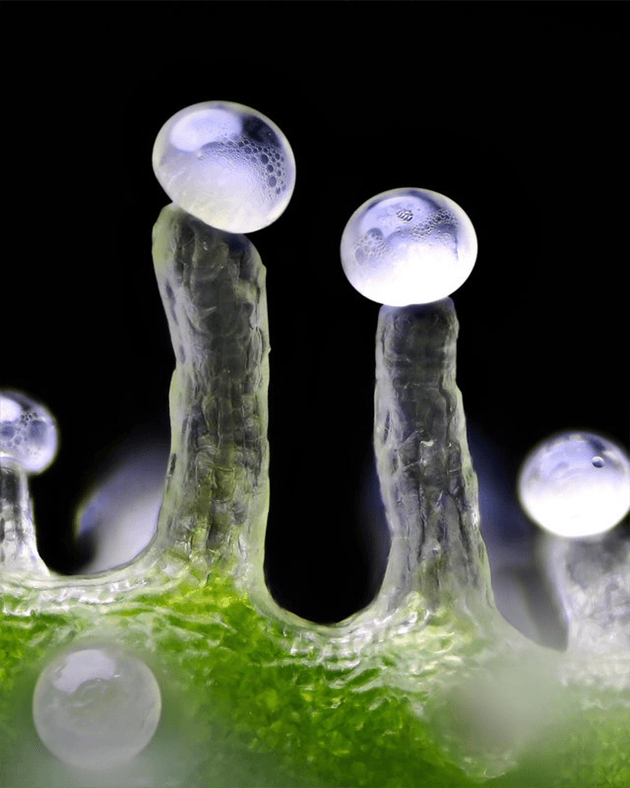 Check out these ultra magnified photos of weed trichomes