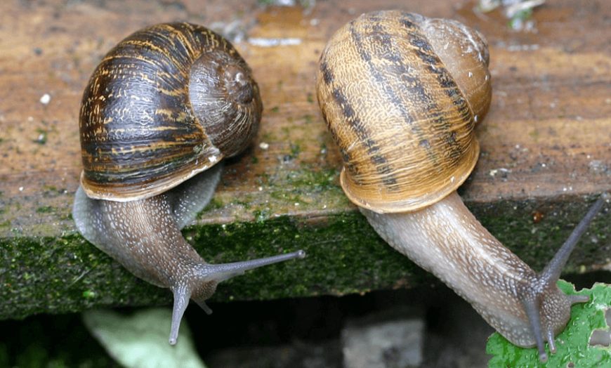 Meet Jeremy the snail, and the Professor that helped him find love