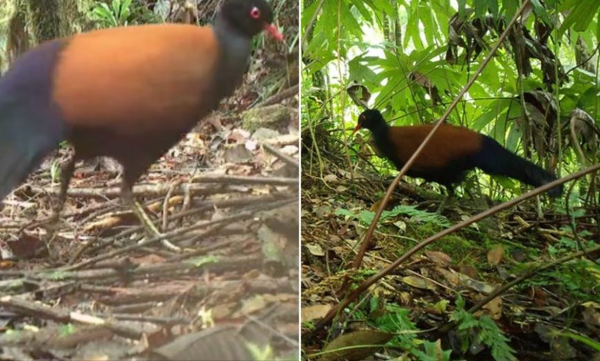 Scientists have spotted a bird that's not been seen since 1882
