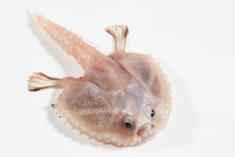 Check out these peculiar fish discovered off the coast of Australia