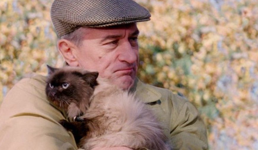 If your cat is standoffish, chances are its been you all along