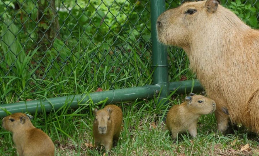 These three newborn capybara pups are the cutest things you’ll see today