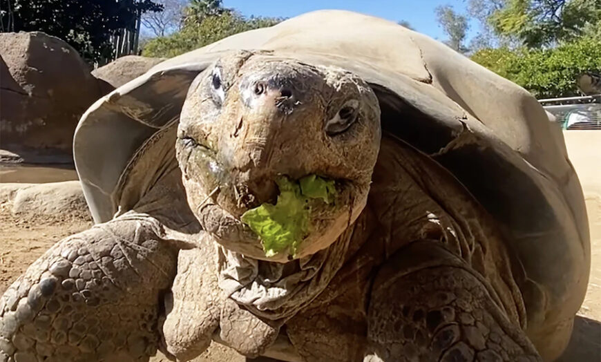 San Diego Zoo says Goodbye to Gramma the 141-Year-Old Galápagos Tortoise